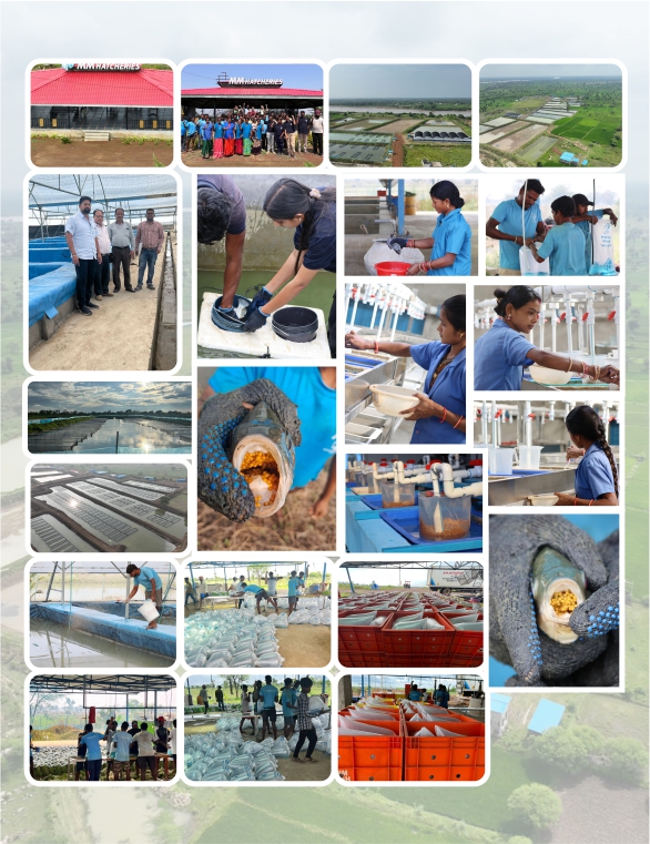 MM Hatcheries – fish farming