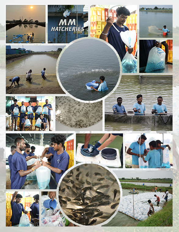 MM Hatcheries – fish farming